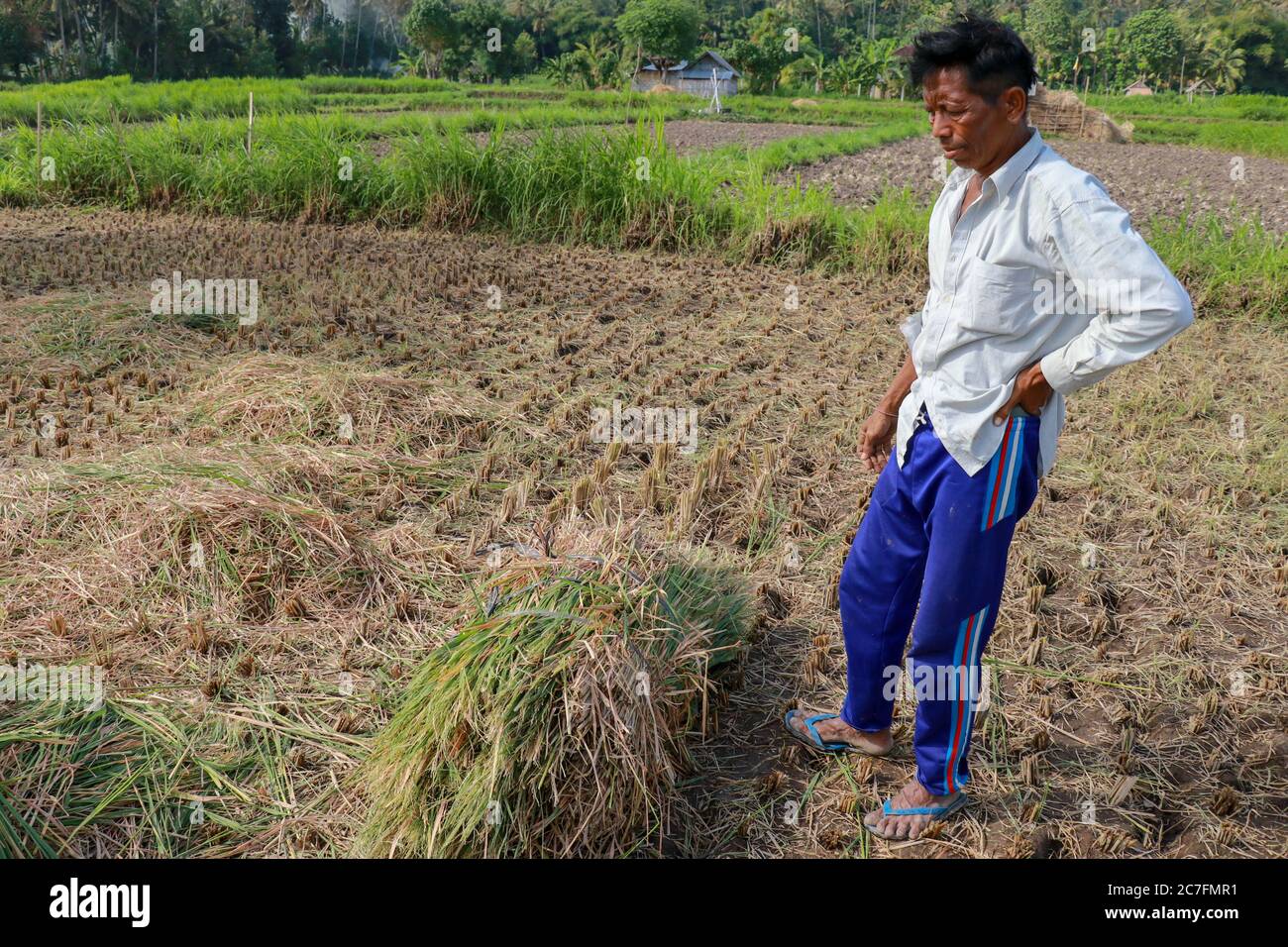 Farmers harvesting rice field. Threshing rice, Farmer manual rice ...