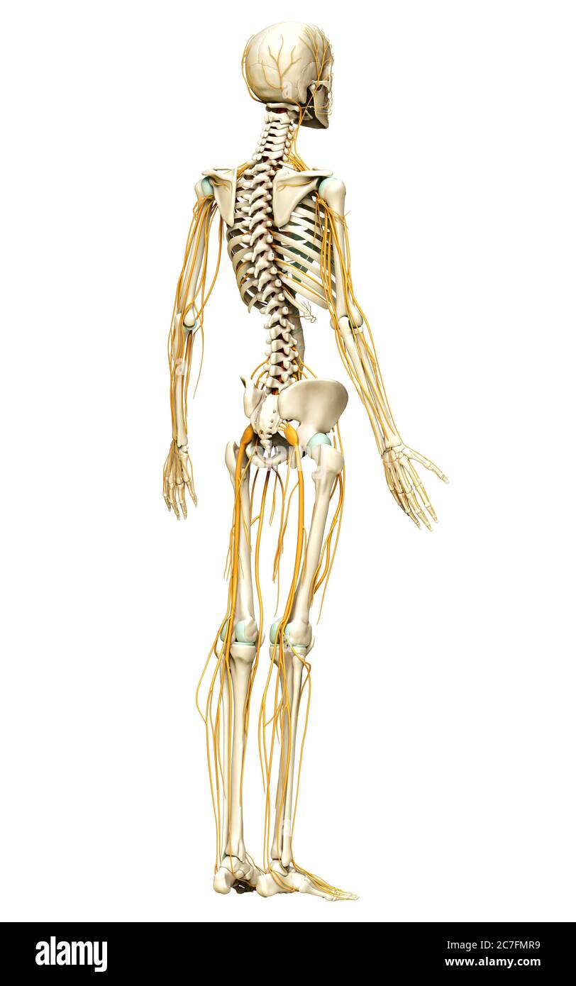 3d rendered medically accurate illustration of the nervous system and ...