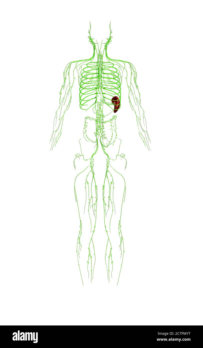 3d rendered medically accurate illustration of the lymphatic system ...
