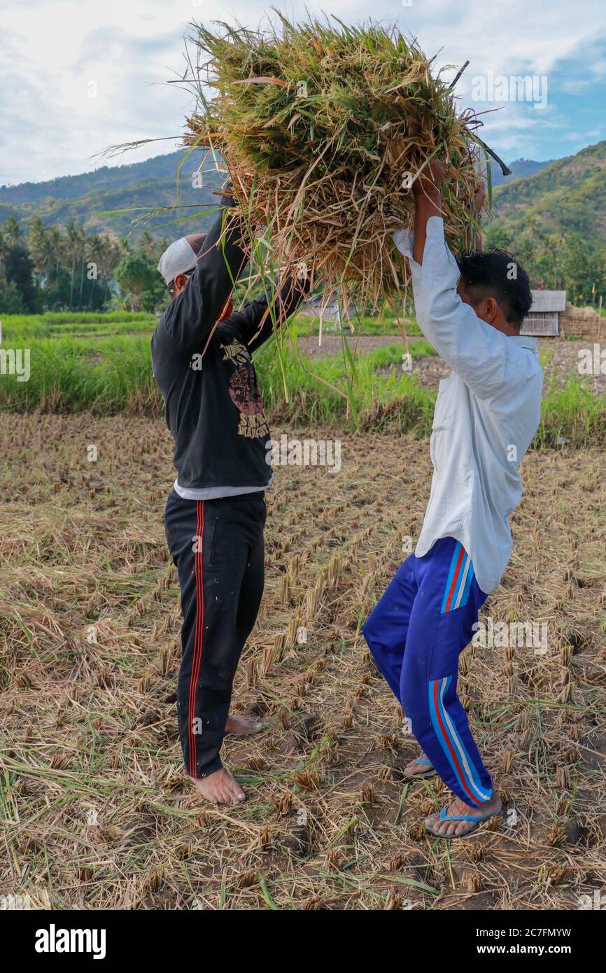 Two people harvesting rice in hi-res stock photography and images - Alamy