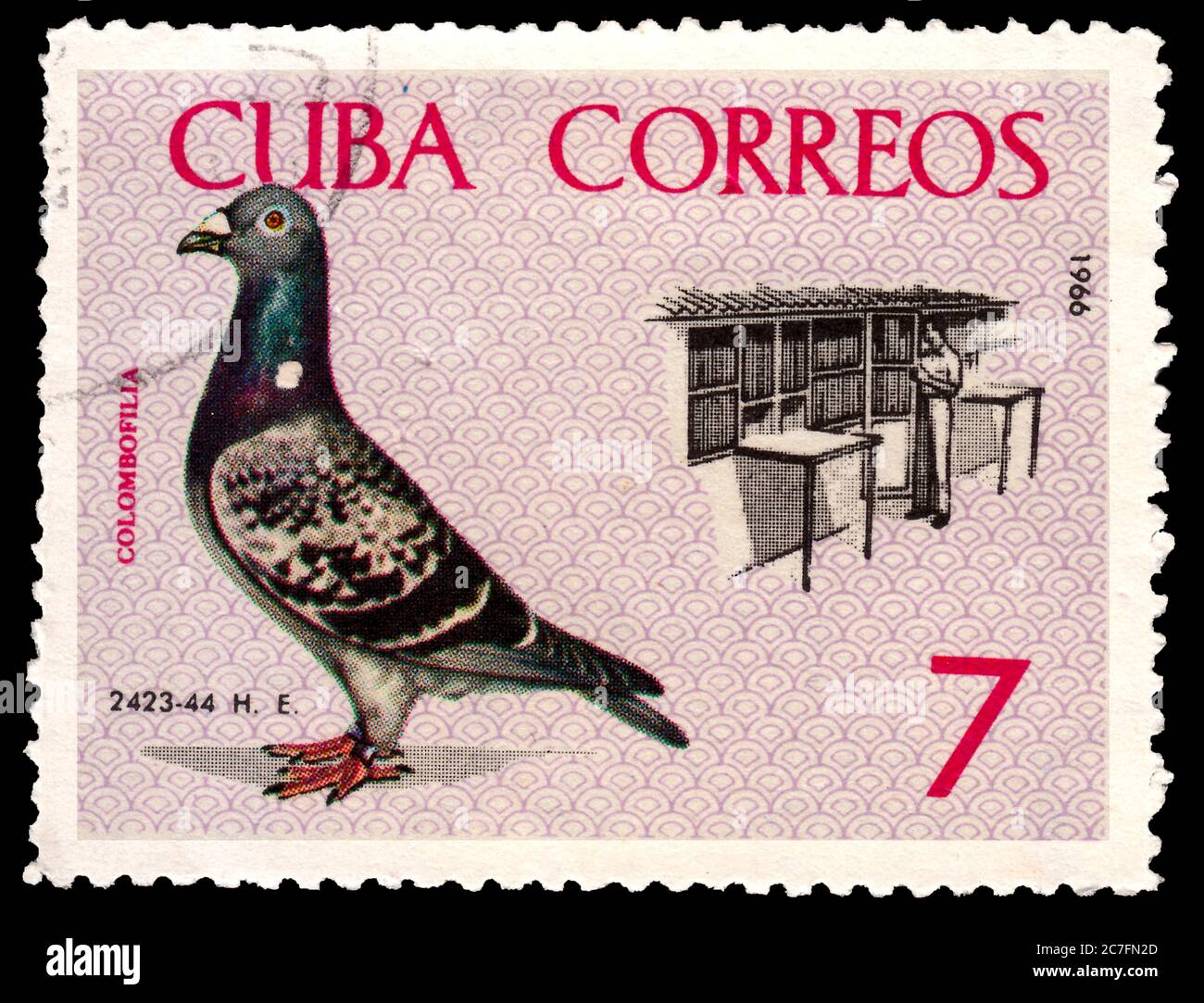 CUBA - CIRCA 1966: A stamp printed by Cuba shows Birds Pigeons. Breder ...
