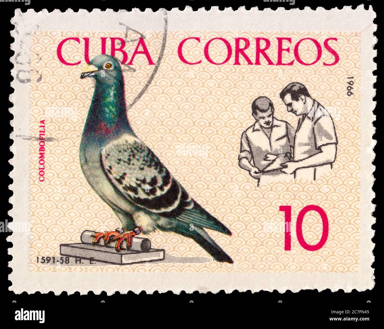 CUBA - CIRCA 1966: A stamp printed by Cuba shows Birds Pigeons. Breder ...