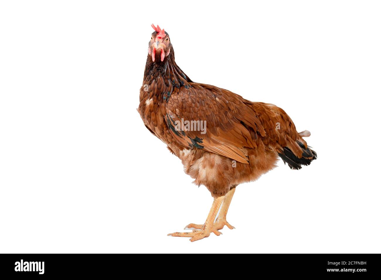 brown hen walking isolated on white, studio shot,chicken Stock Photo ...