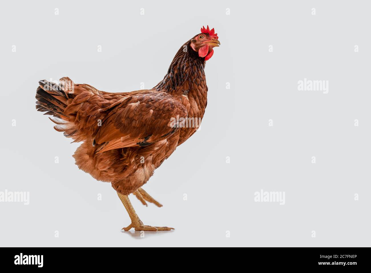 brown hen walking isolated on white, studio shot,chicken Stock Photo ...