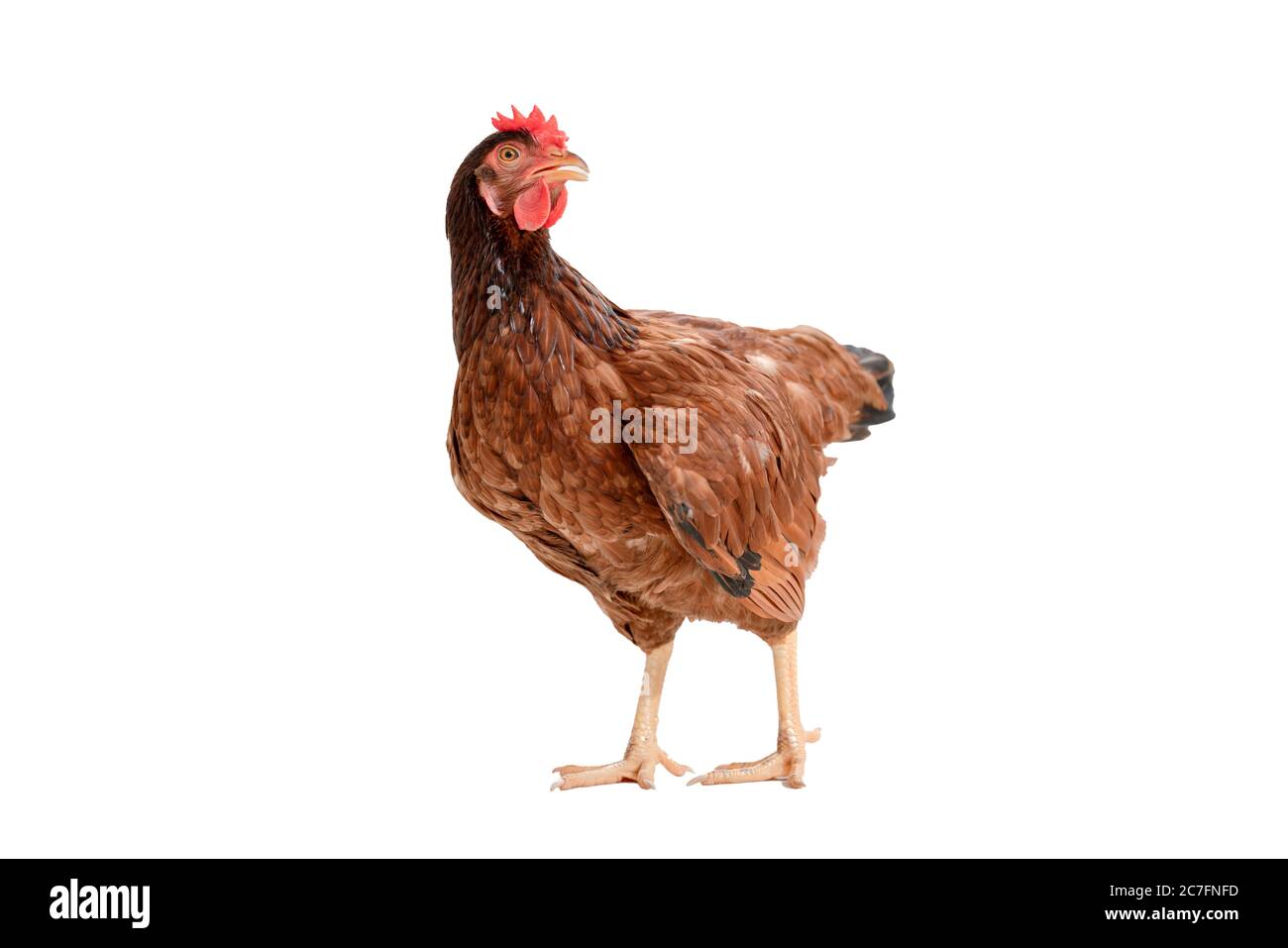 brown hen walking isolated on white, studio shot,chicken Stock Photo ...