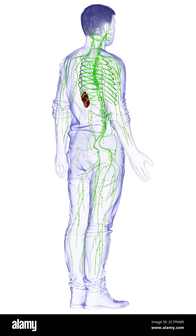 3d rendered medically accurate illustration of a male lymphatic system ...