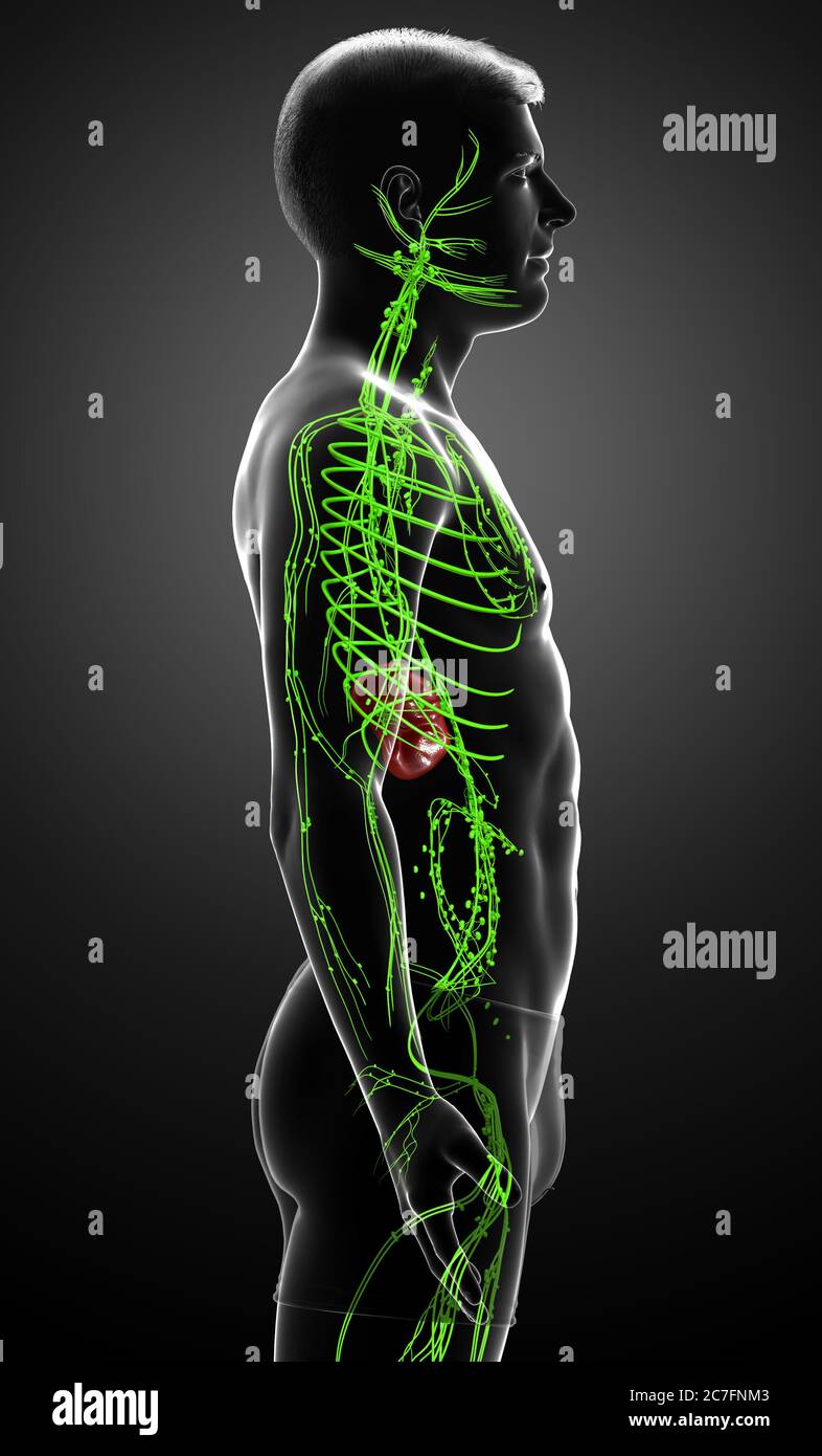 3d rendered medically accurate illustration of a male lymphatic system ...