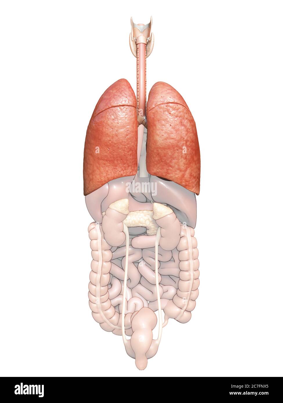 3d rendered, medically accurate illustration of a lung anatomy Stock ...