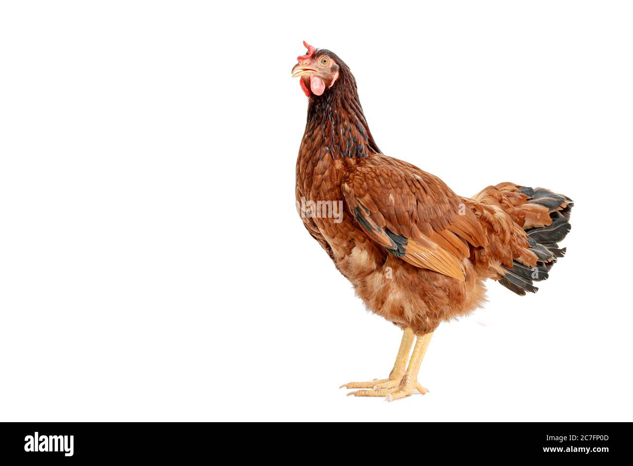 Isolated brown hen on a white background , Side view image Stock Photo ...