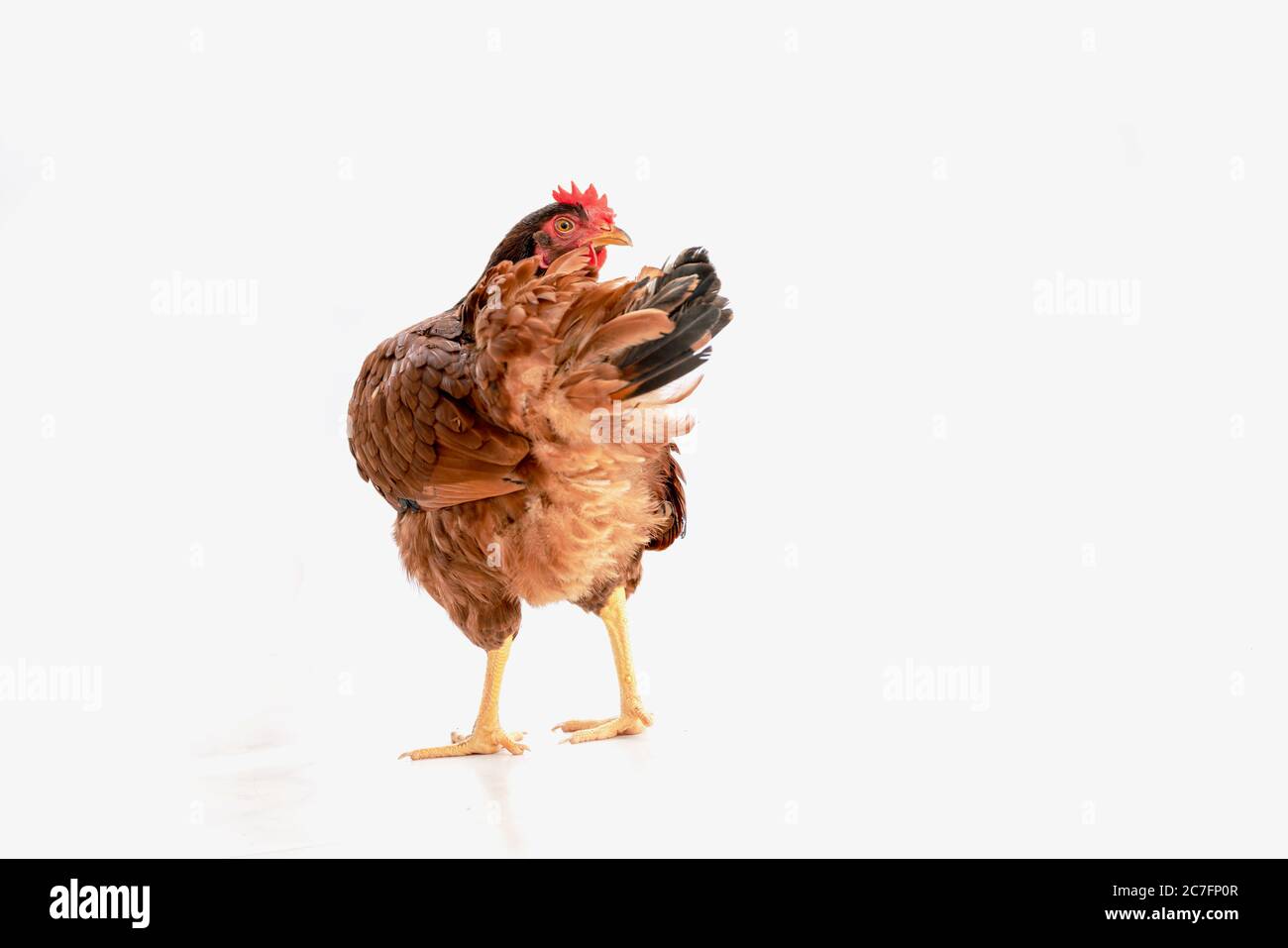 Isolated brown hen on a white background , Side view image Stock Photo ...