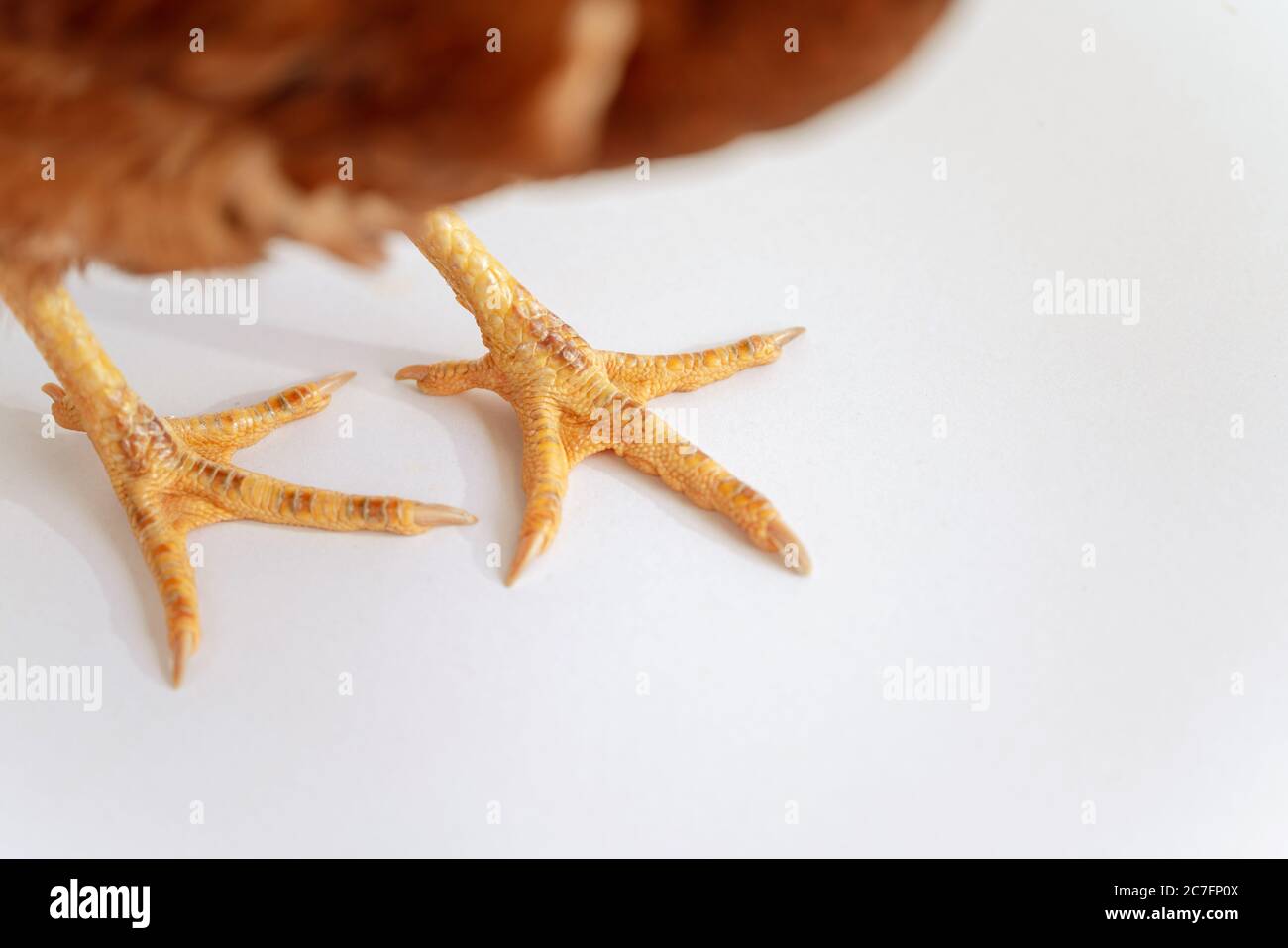 Close-up foot image of a hen's foot. The feet are yellow on a white ...