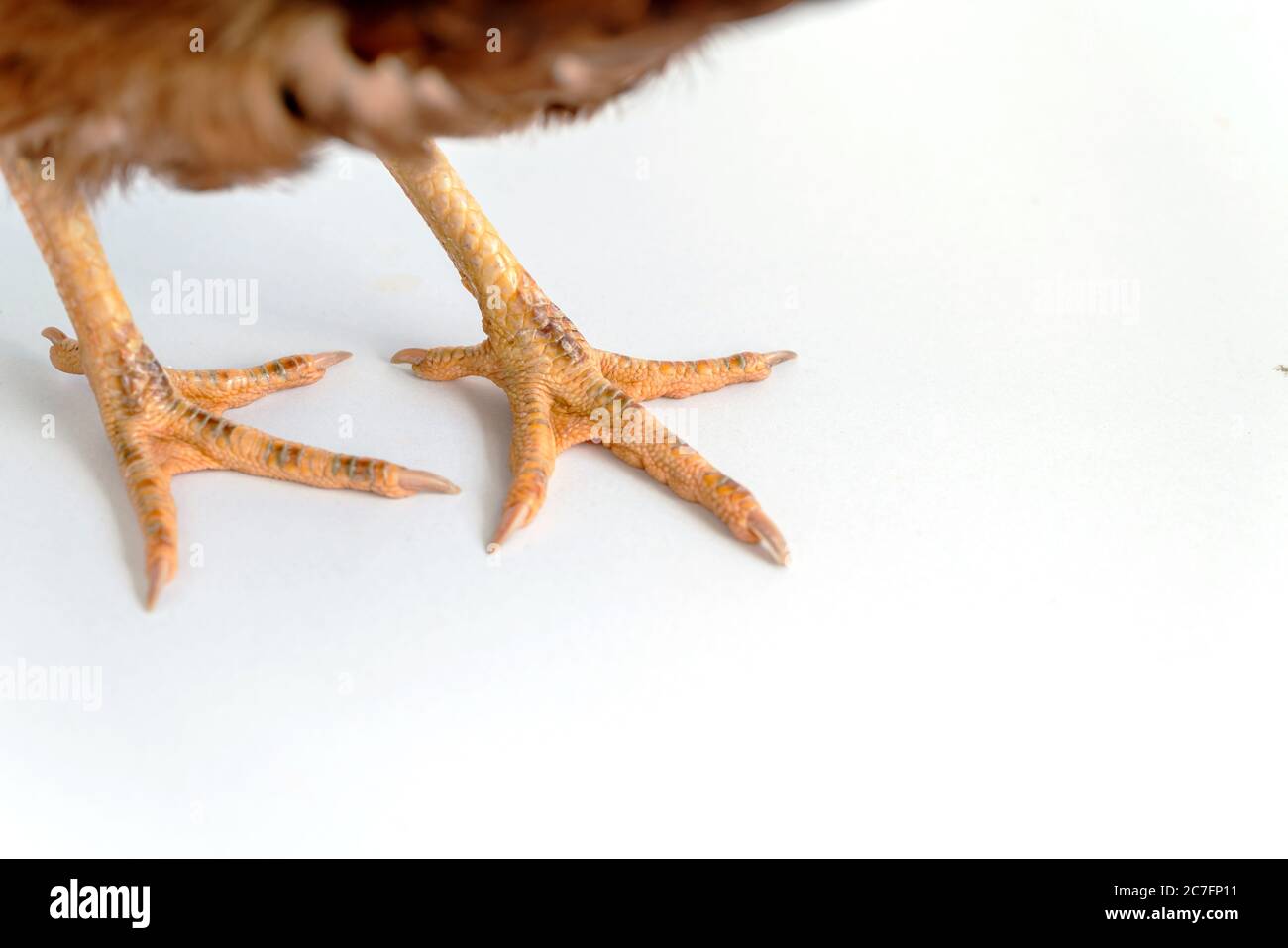 Close-up foot image of a hen's foot. The feet are yellow on a white ...