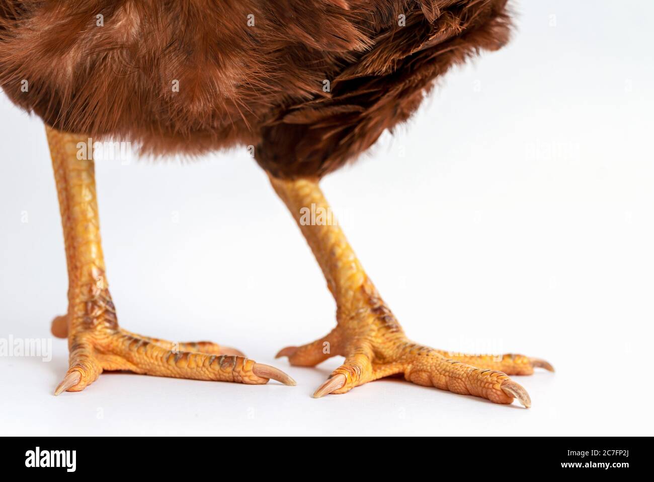 Close-up foot image of a hen's foot. The feet are yellow on a white ...