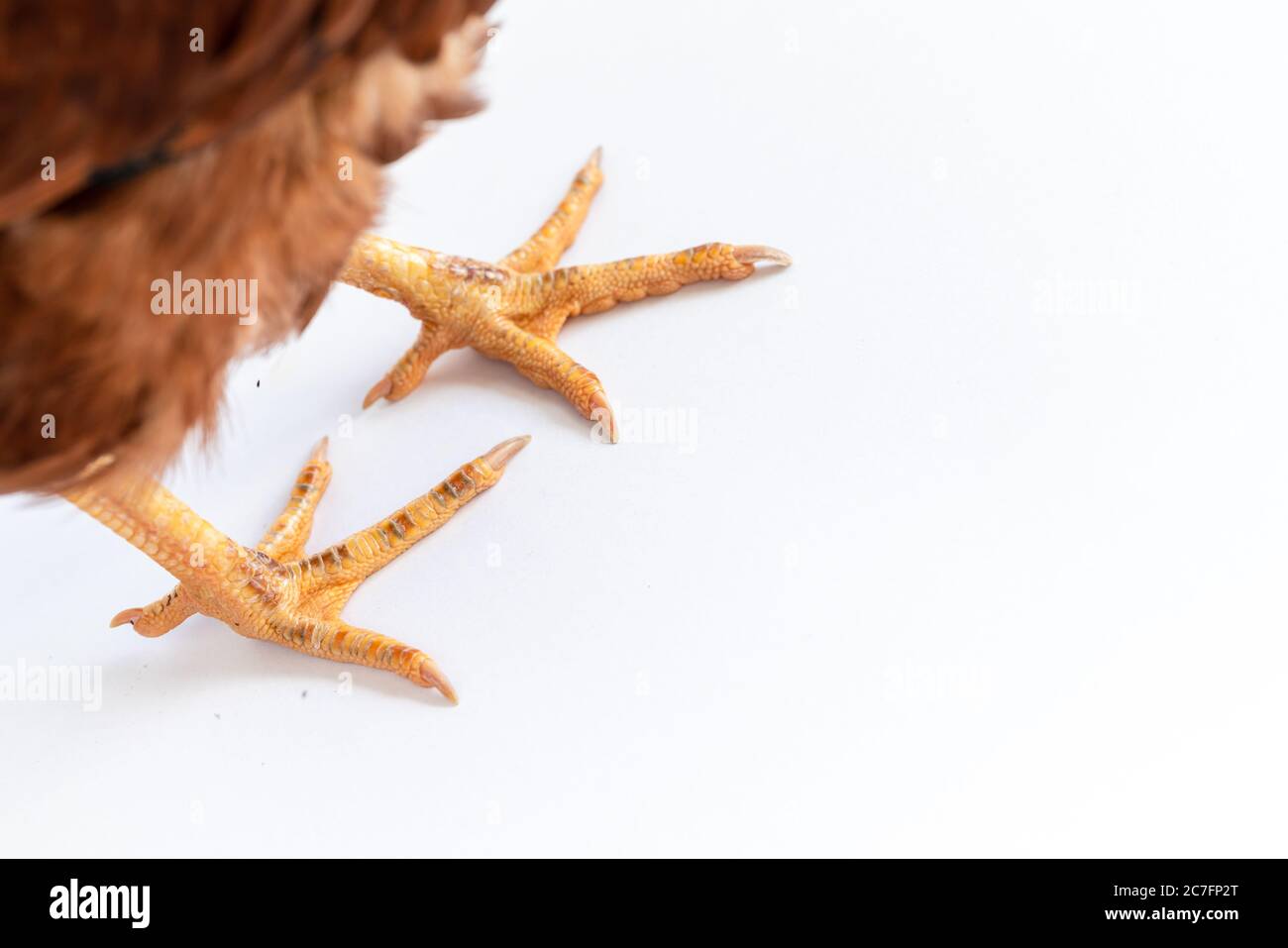 Close-up foot image of a hen's foot. The feet are yellow on a white ...