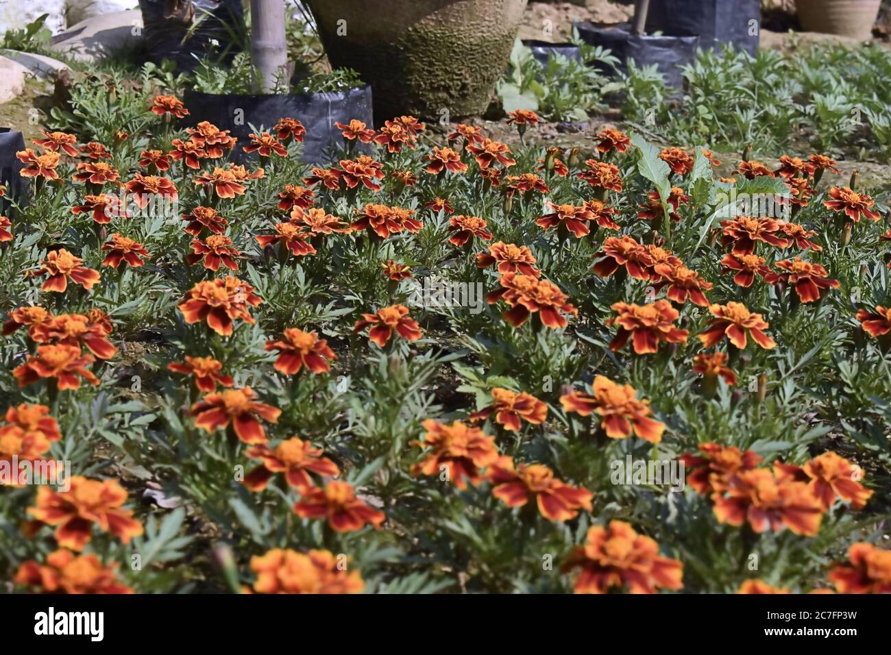 A beautiful closeup photograph of flowers in a garden Stock Photo - Alamy