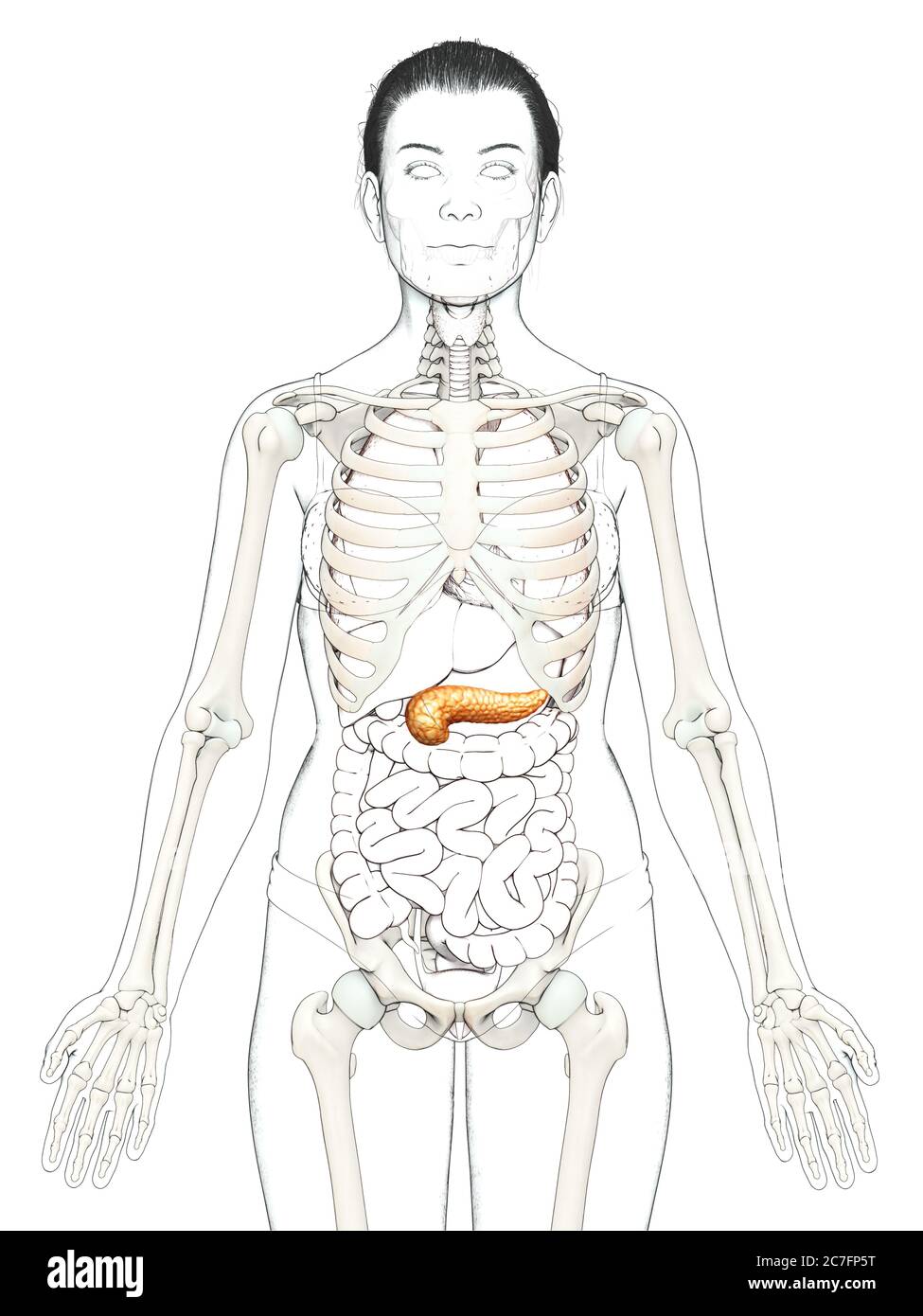 3d rendered, medically accurate illustration of a female pancreas Stock ...