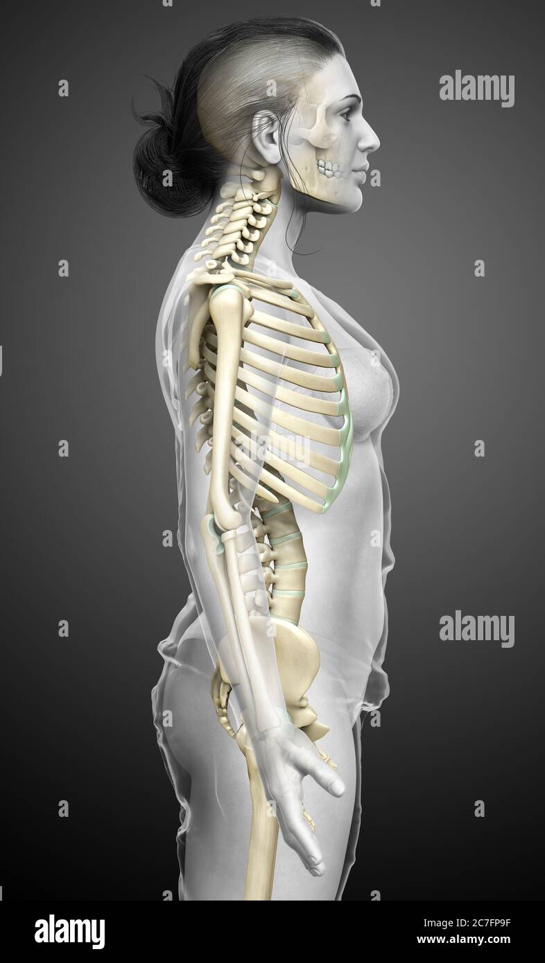 3d rendered, medically accurate illustration of a female skeleton ...