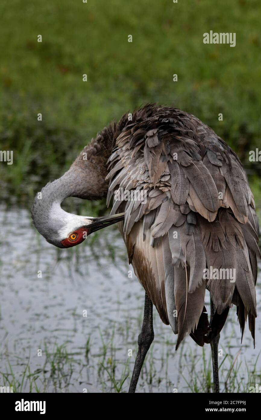 Sandhill crane with a long beak standing near a lake surrounded by ...