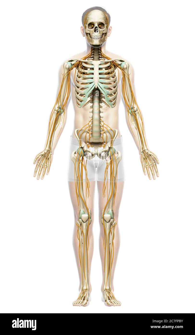 3d rendered medically accurate illustration of the nervous system and ...