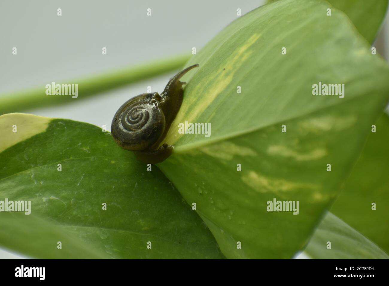 A closeup photograph of a Snail on a plant Stock Photo - Alamy