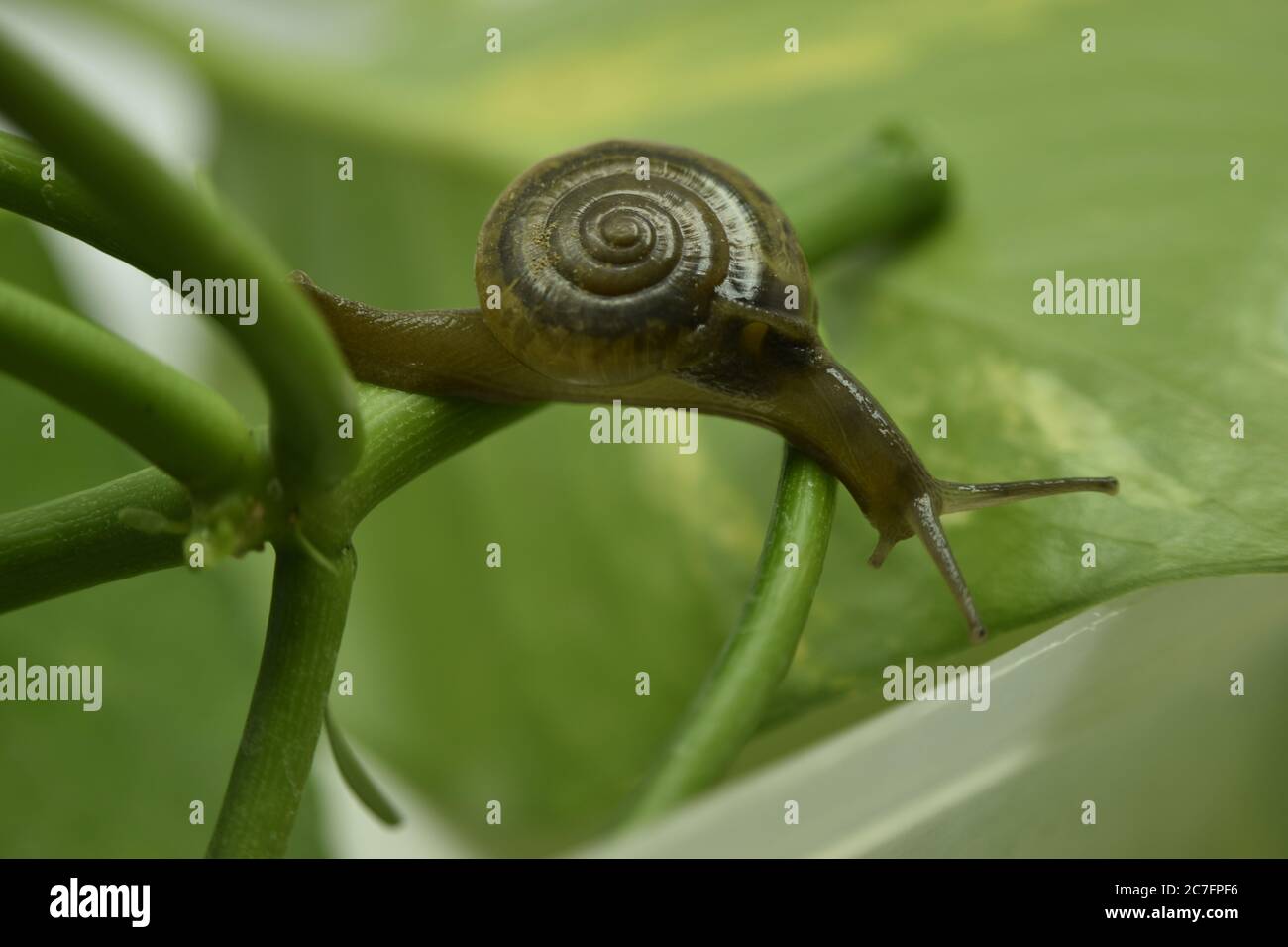 A closeup photograph of a Snail on a plant Stock Photo - Alamy