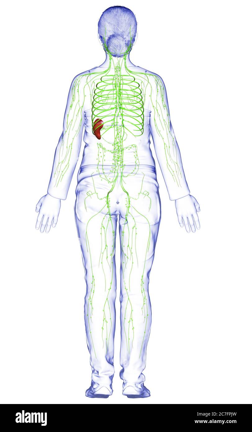 3d rendered medically accurate illustration of a female lymphatic ...