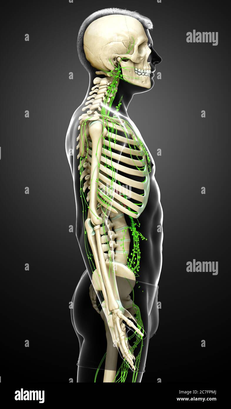 3d rendered medically accurate illustration of a male lymphatic system ...