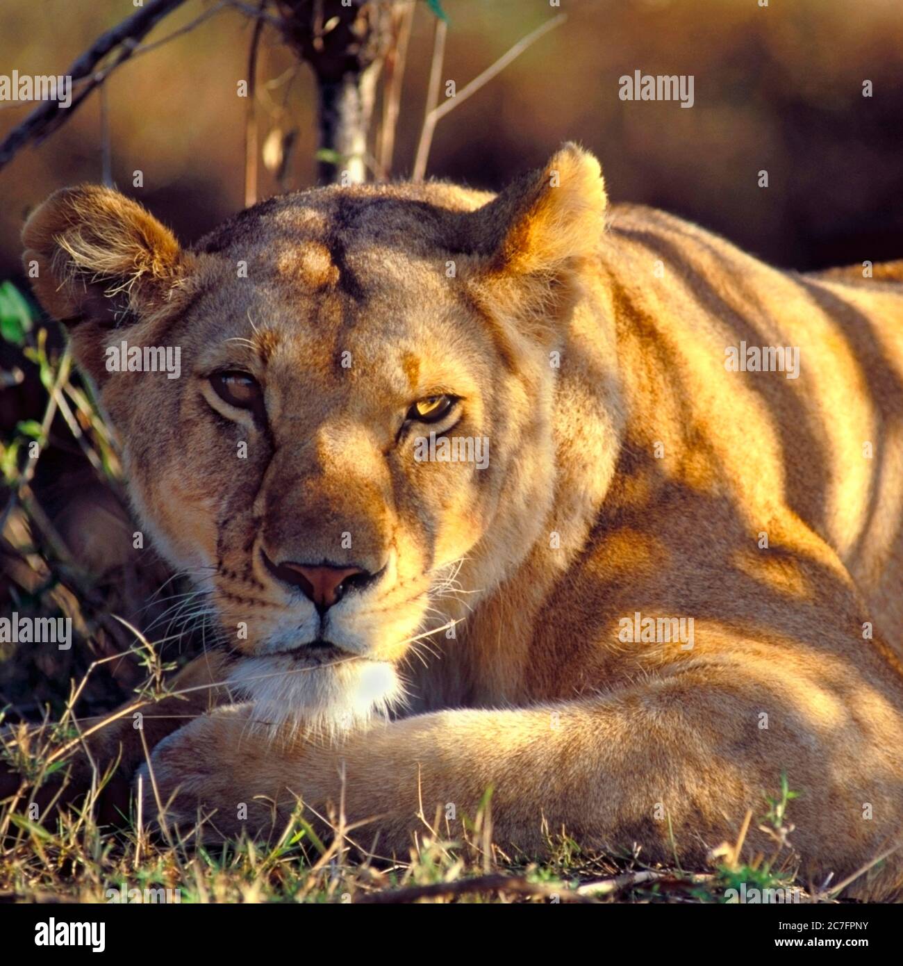 Closeup portrait beautiful lioness hi-res stock photography and images ...