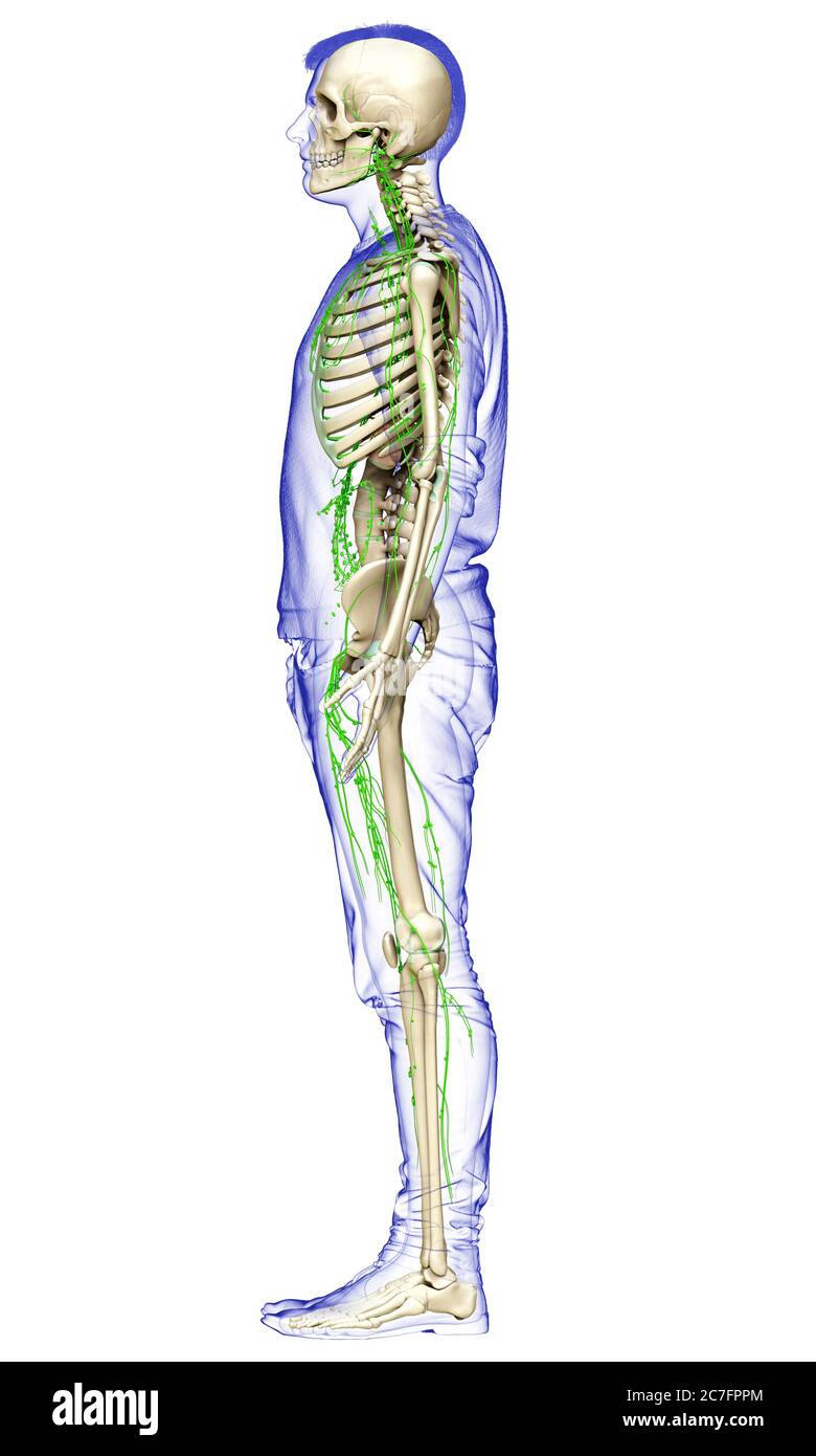 3d rendered medically accurate illustration of a male lymphatic system ...