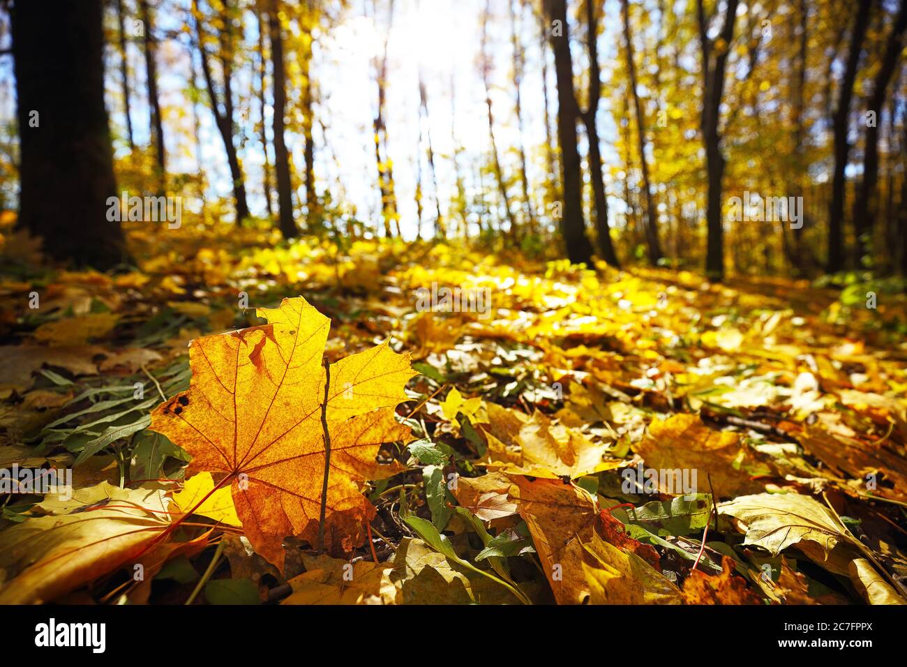 Autumn forest in the mountains. Fallen leaves. Maple leaves at ...