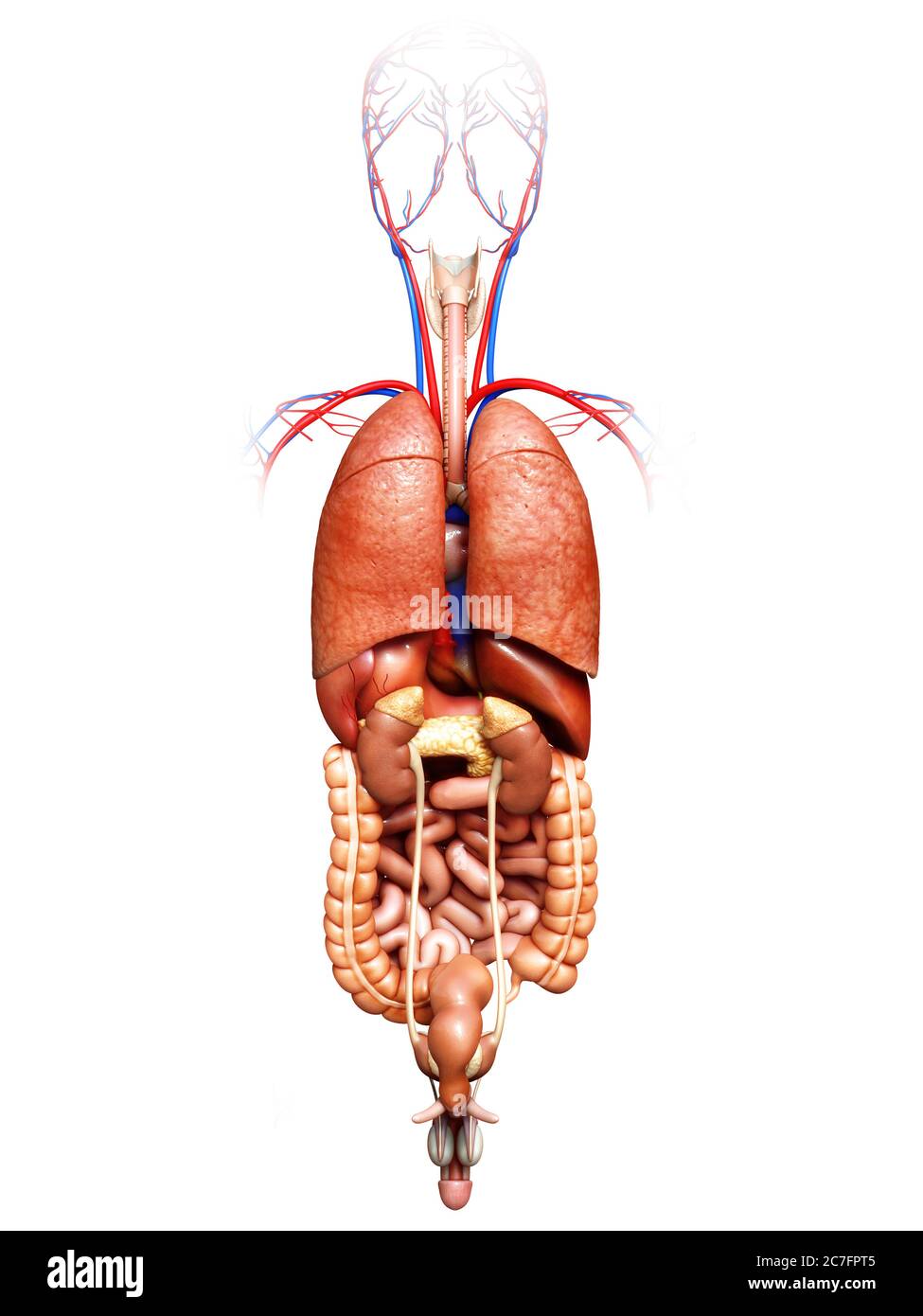 3d rendered medically accurate illustration of Internal organs Stock ...