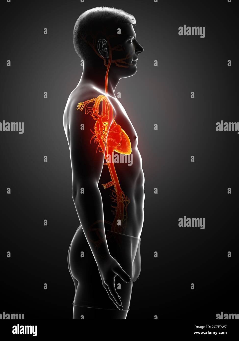 3d rendered medically accurate illustration of highlighted orange male ...