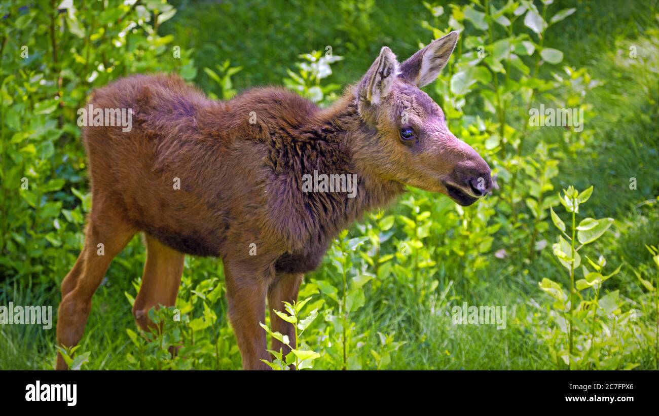 Baby animals in spring hi-res stock photography and images - Alamy