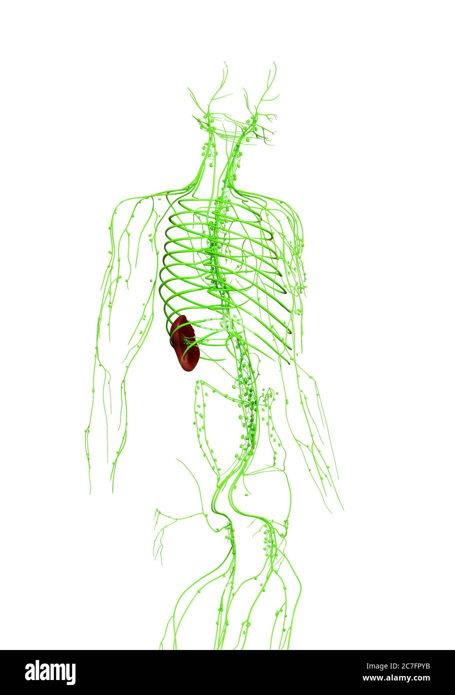 3d rendered medically accurate illustration of the lymphatic system ...