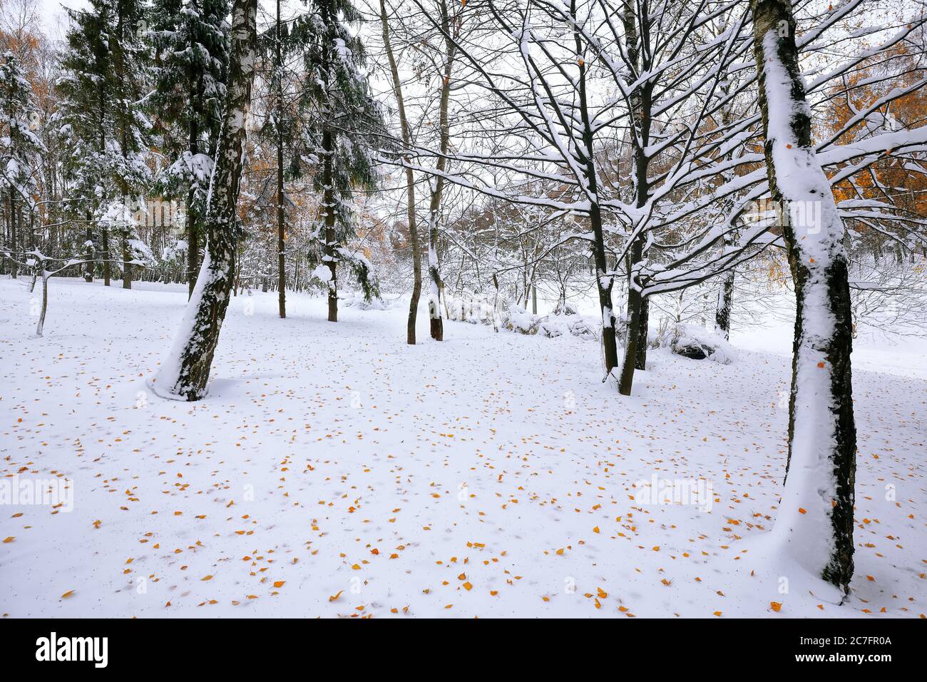 The first snow in the forest hi-res stock photography and images - Alamy