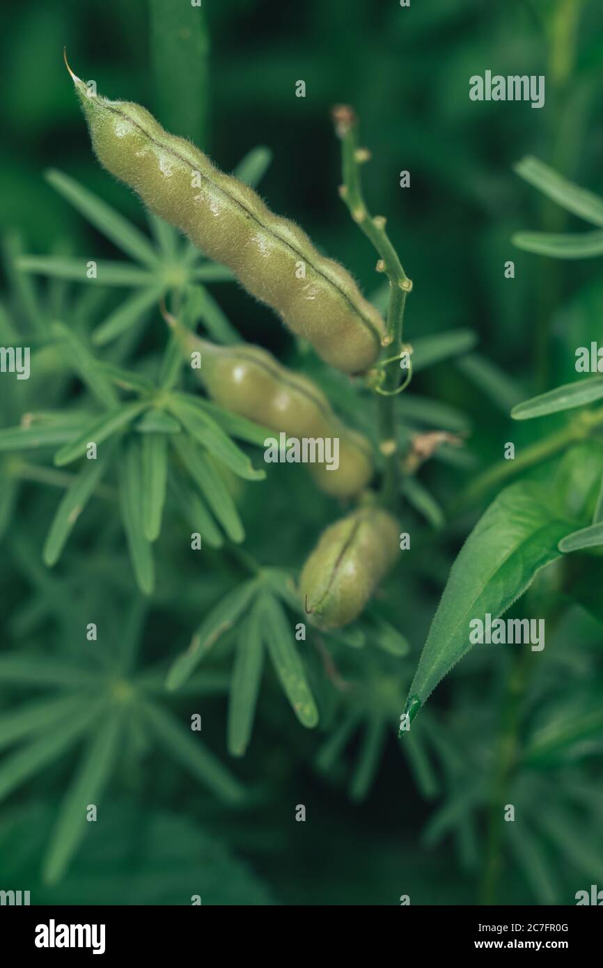 Green leaves and broad bea summer in the meadow. Nature background ...