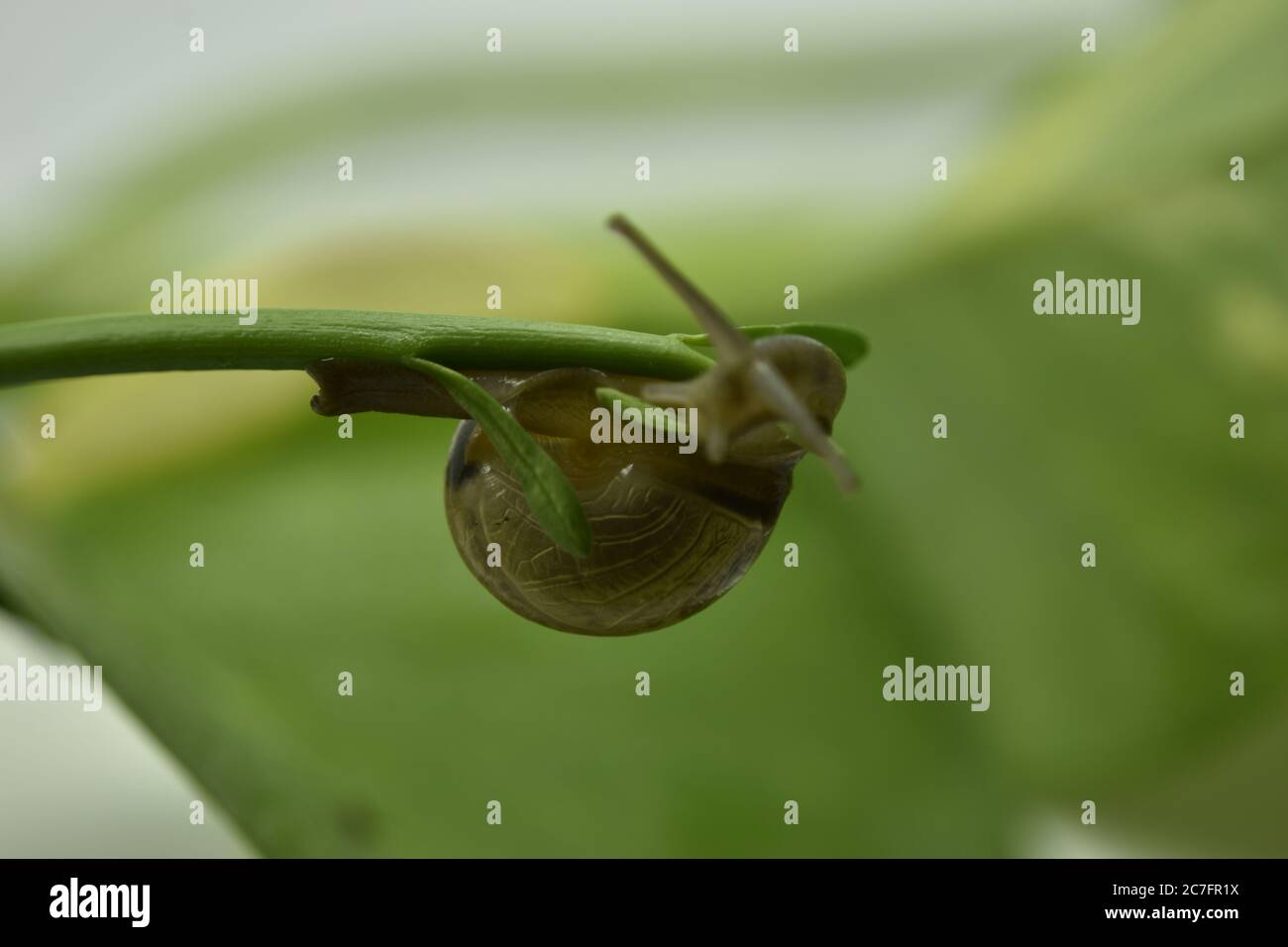 A closeup photograph of a Snail on a plant Stock Photo - Alamy
