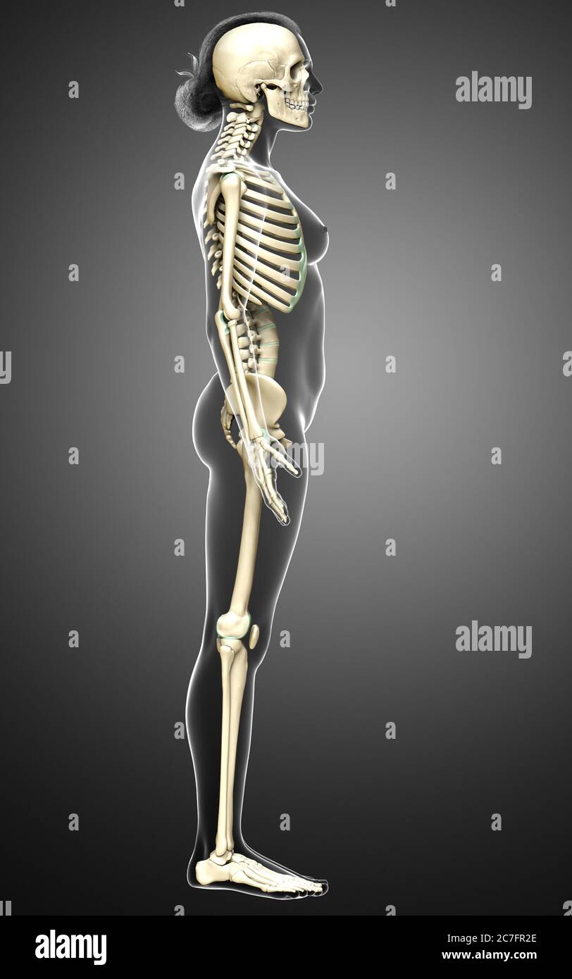 3d rendered, medically accurate illustration of a female skeleton ...