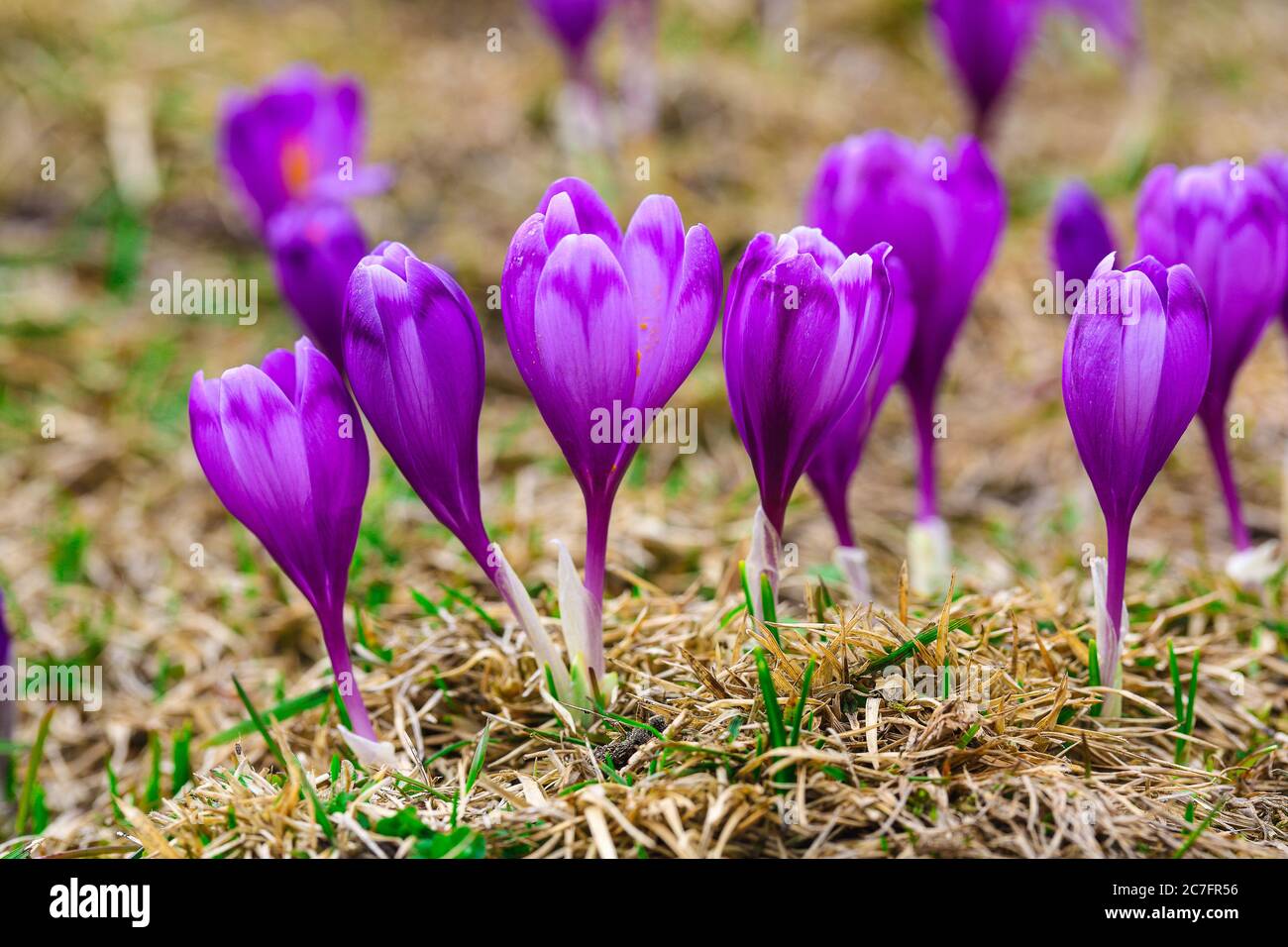 Purple crocus flowers in snow awakening in spring to the warm gold rays ...