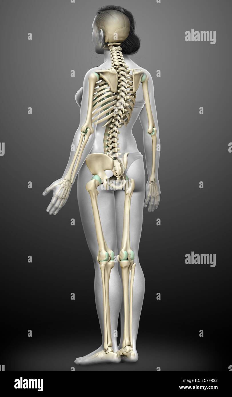 3d rendered, medically accurate illustration of a female skeleton ...