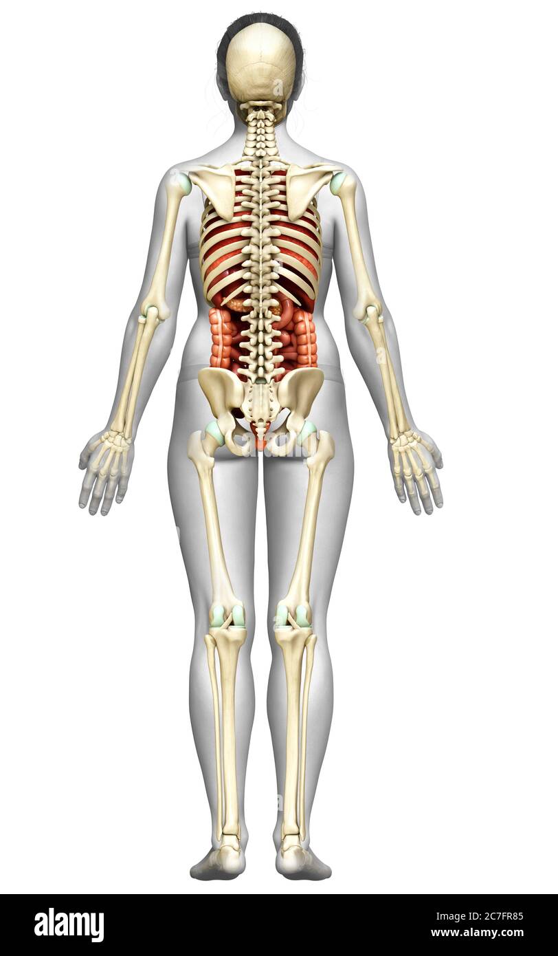 3d rendered medically accurate illustration of female Internal organs ...