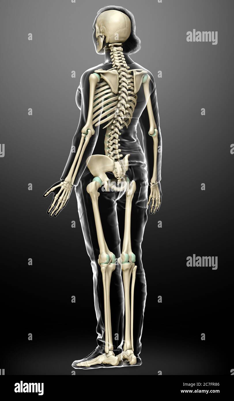 3d rendered, medically accurate illustration of a female skeleton ...