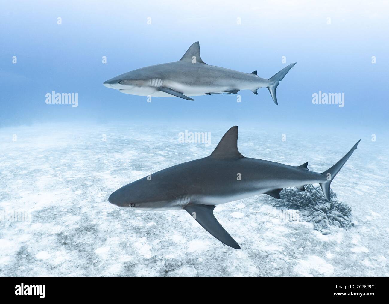 Cartoon shark swimming in ocean hi-res stock photography and images - Alamy