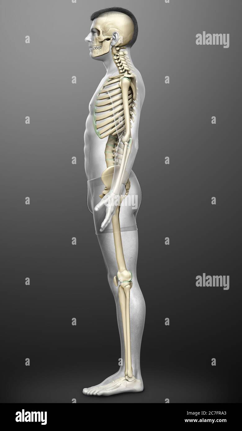 3d rendered, medically accurate illustration of a male skeleton system ...