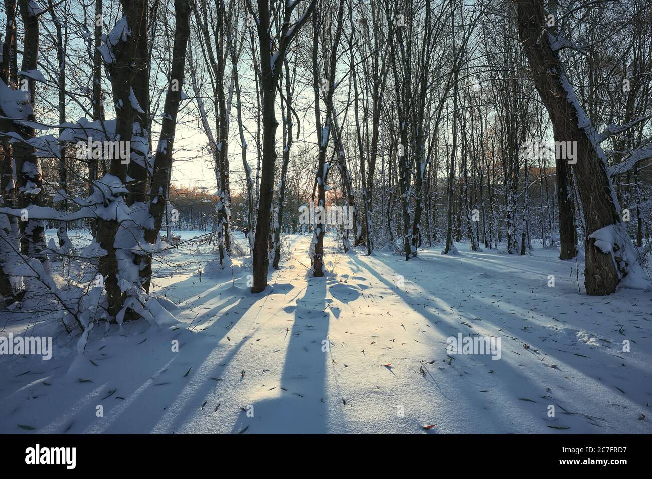 Beautiful winter sun with trees in the snow. twilight Stock Photo - Alamy