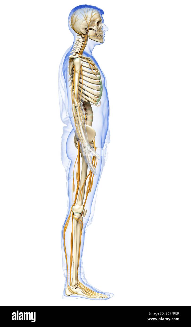 3d rendered medically accurate illustration of the nervous system and ...