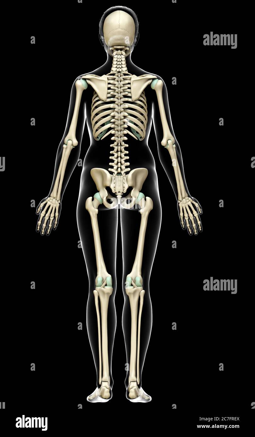 3d rendered, medically accurate illustration of a female skeleton ...