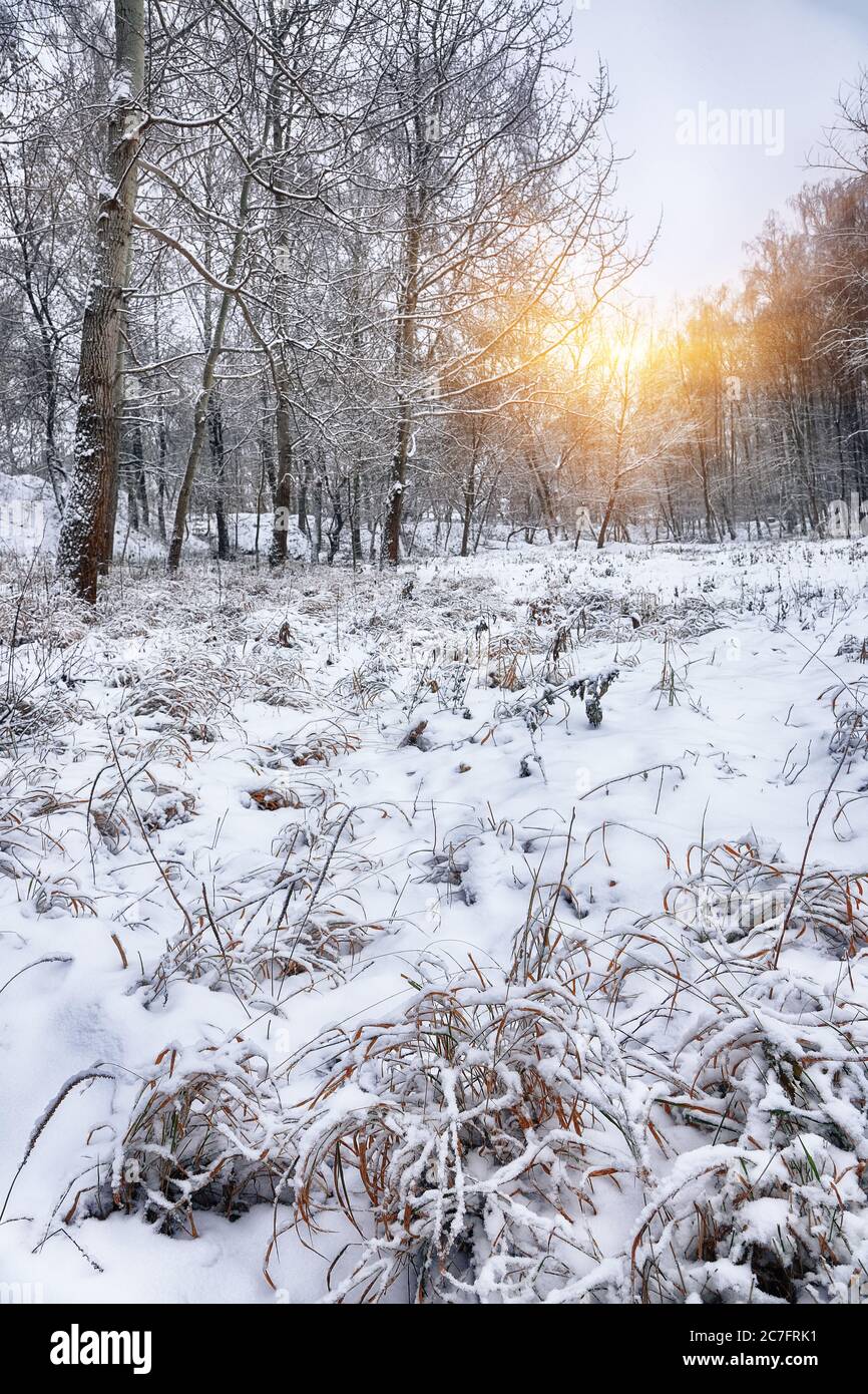 Snow covered grass hi-res stock photography and images - Alamy
