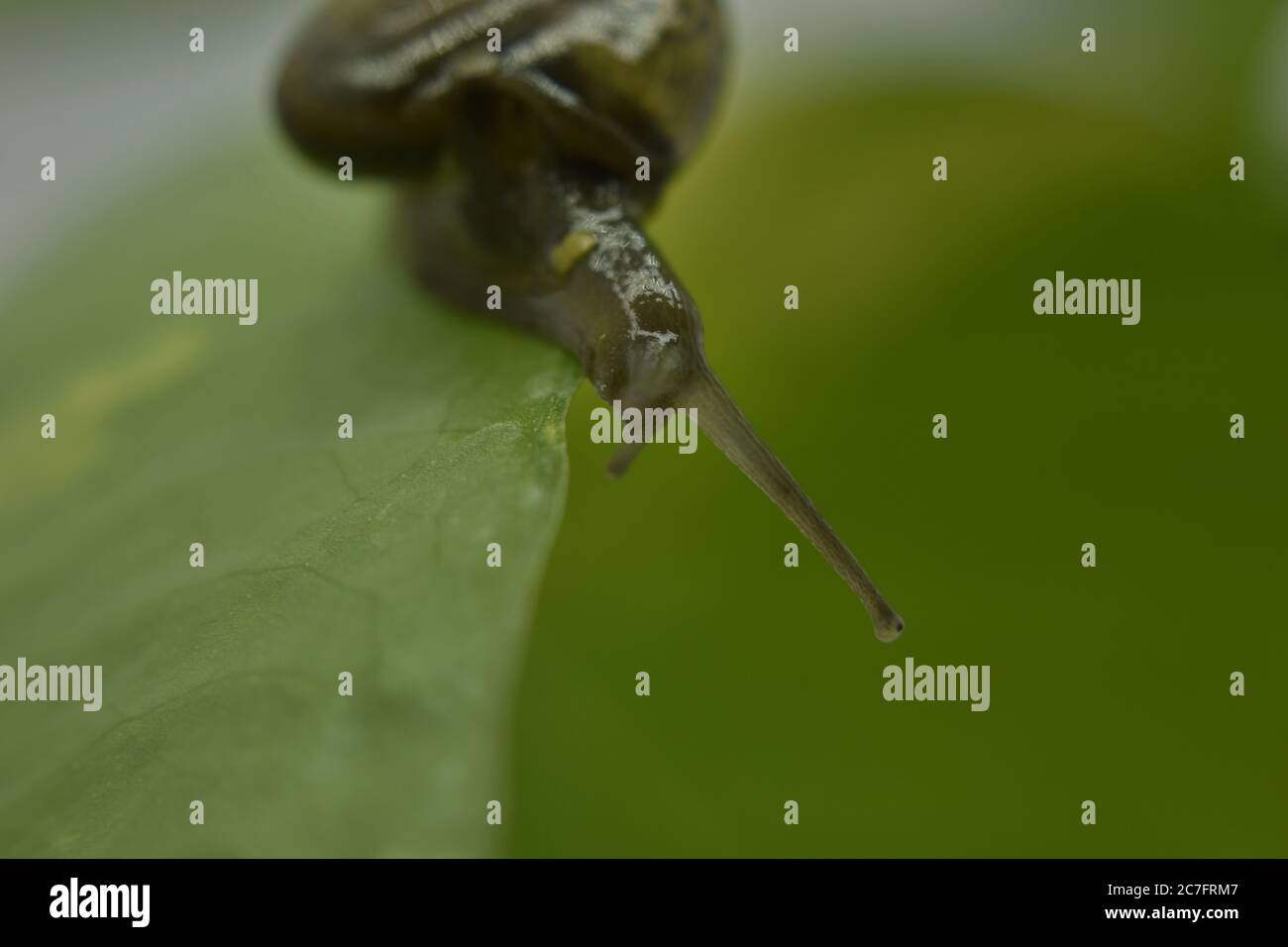 Wet mucus trail hi-res stock photography and images - Alamy