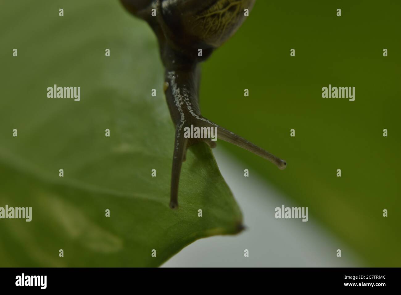 Wet mucus trail hi-res stock photography and images - Alamy
